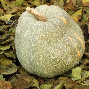 Seminole Pumpkin (heirloom/c.moschata) Seeds: Tropical Pumpkin, Florida ...