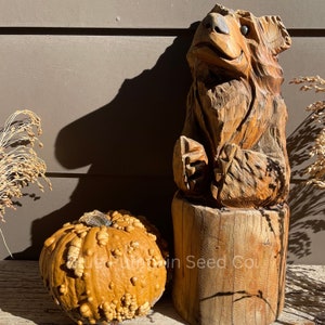 Grizzly Bear (F1 Hybrid/c.spp.) Seeds: Tan Pumpkin, Buff Pumpkin, Bumpy ...