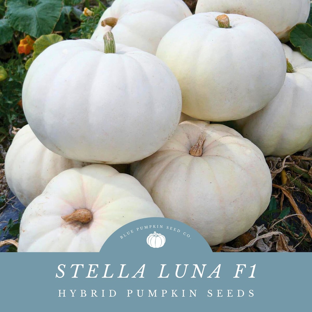 Stella Luna F1 Pumpkin Seeds - Add Celestial Enchantment to Your ...