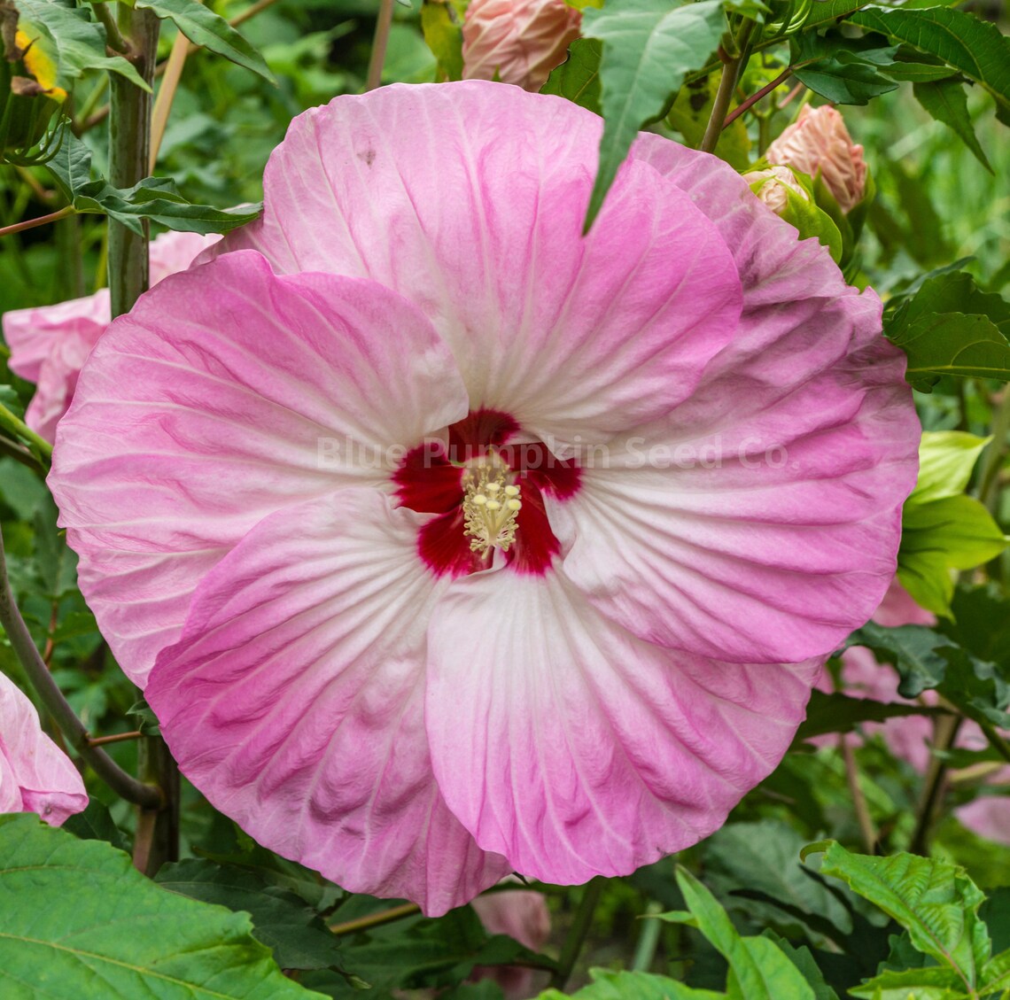 Swamp Rose Mallow (perennial): Swamp Rose, Swamp Mallow, Hibiscus ...