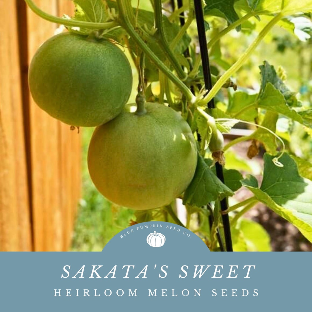 Buy Sakata's Sweet Melon Seeds: Japanese Heirloom Melon, Asian Green ...