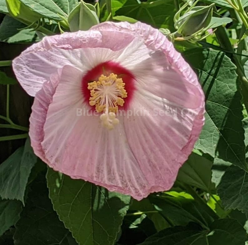 Swamp Rose Mallow (perennial): Swamp Rose, Swamp Mallow, Hibiscus ...