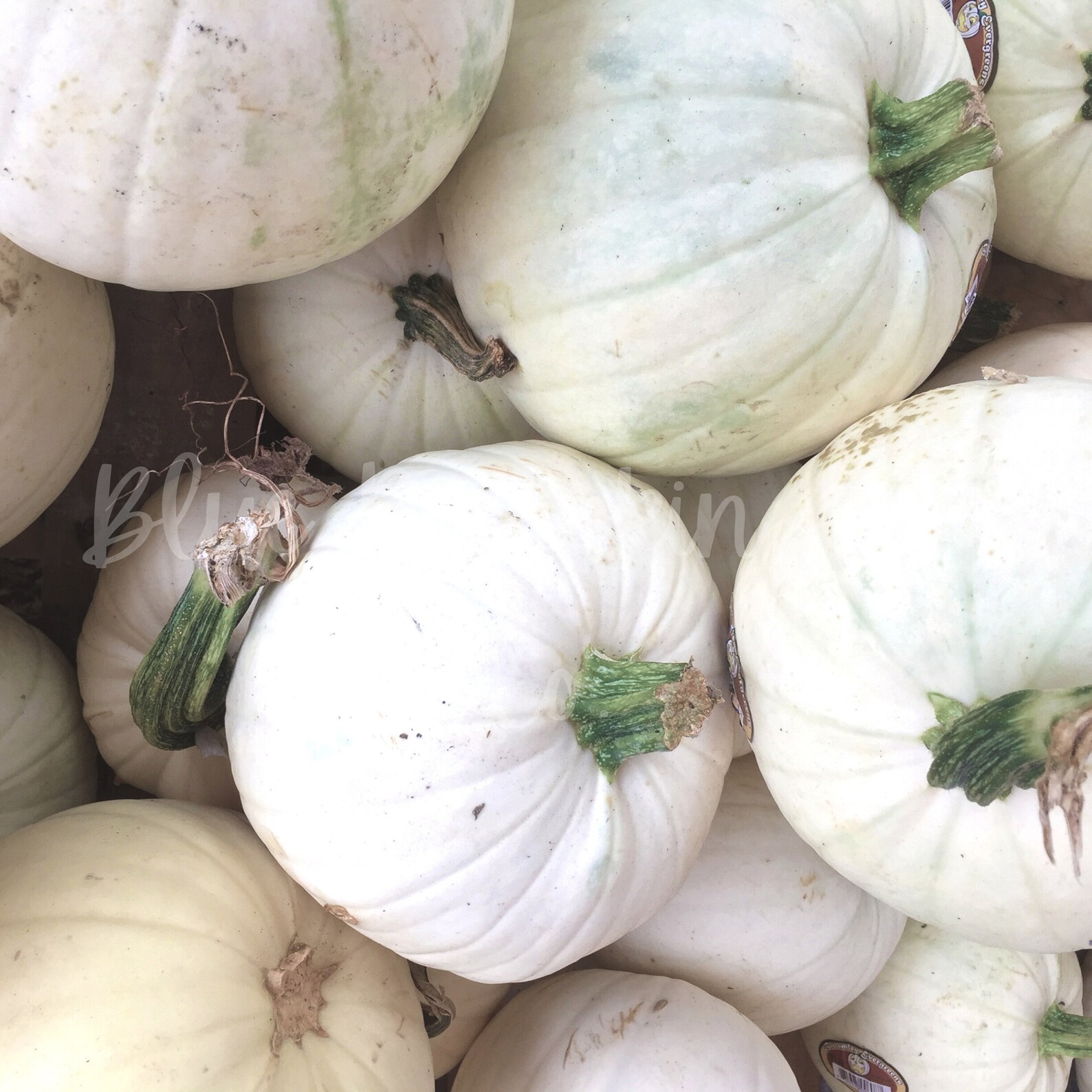 Snowball Pumpkin (f1/c.maxima/pm) Seeds: White Pumpkin, Medium Sized ...