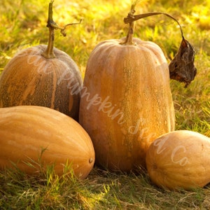 Seminole Pumpkin (heirloom/c.moschata) Seeds: Tropical Pumpkin, Florida ...