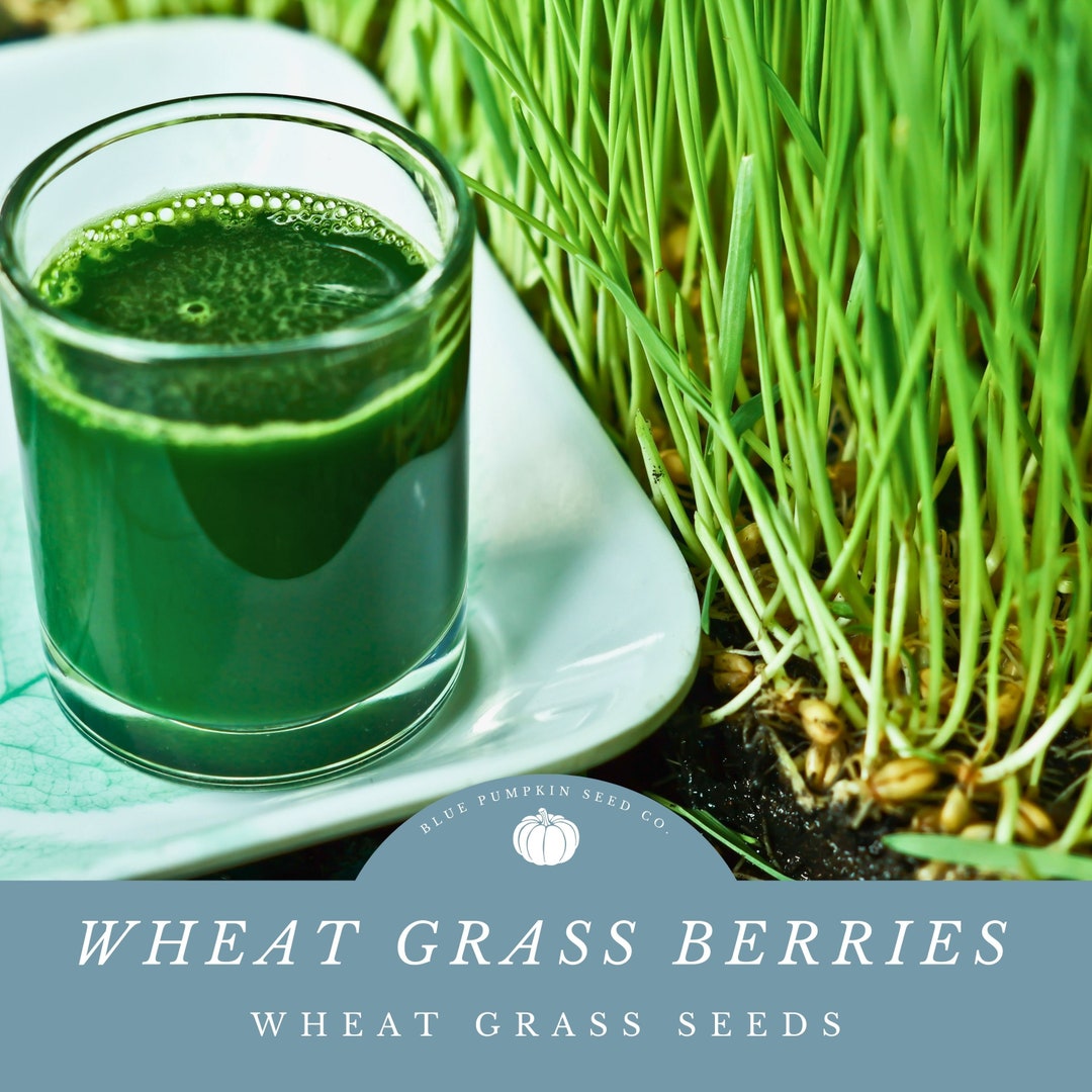 Wheat Grass Berries ( Seeds ), Wheat Grass Juice, Wheat Grass Seeds ...