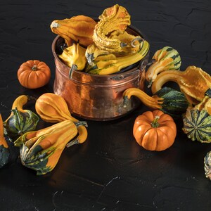 Mini Gourd (heirloom Mix/ C.pepo) Seed Mix: Fall Seed Mix, Gourd Seeds ...