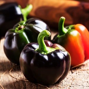 Midnight Dreams Bell Pepper Seeds - Discover the Dark Beauty and ...