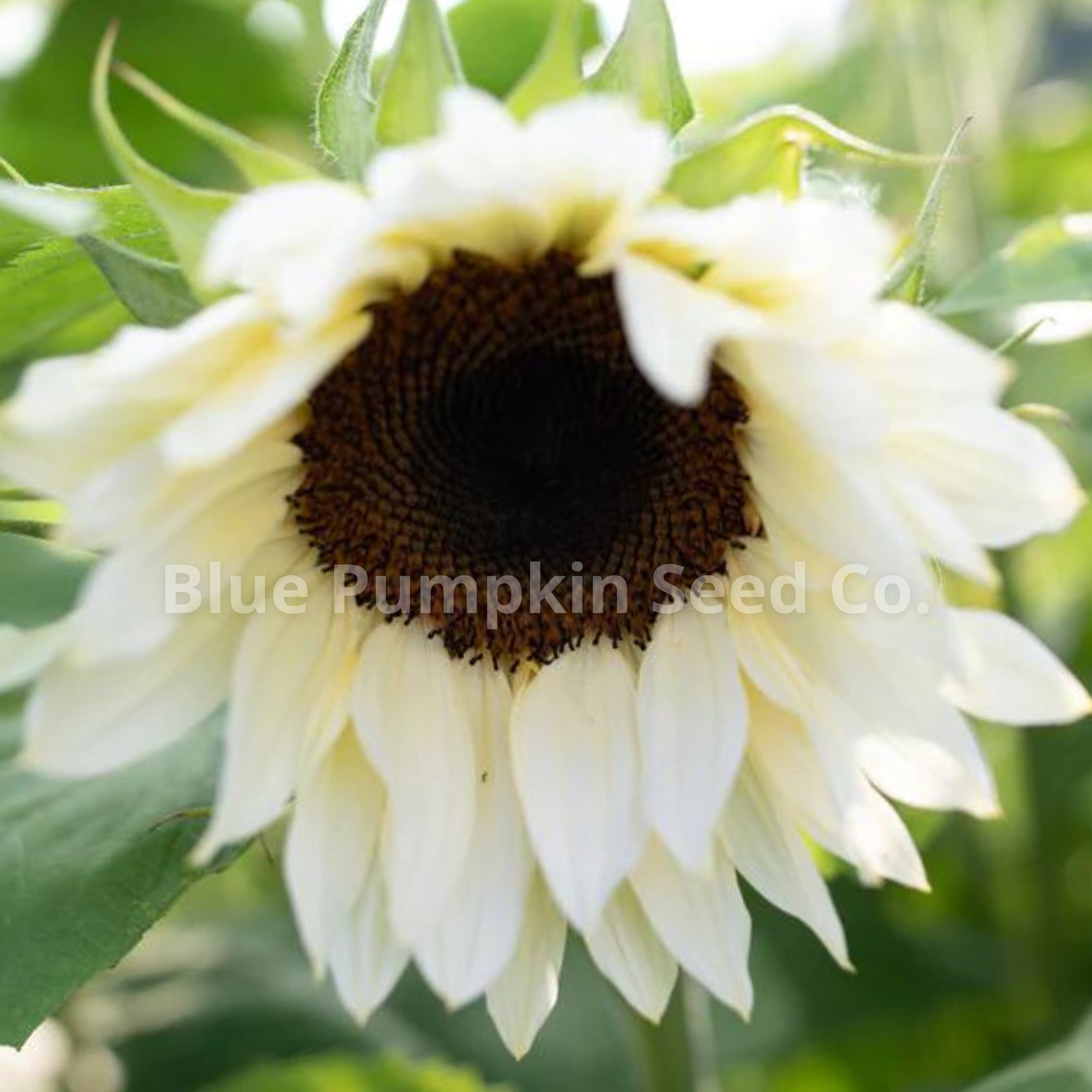 White Knight F1 Sunflower Seeds: White Night Product White - Etsy