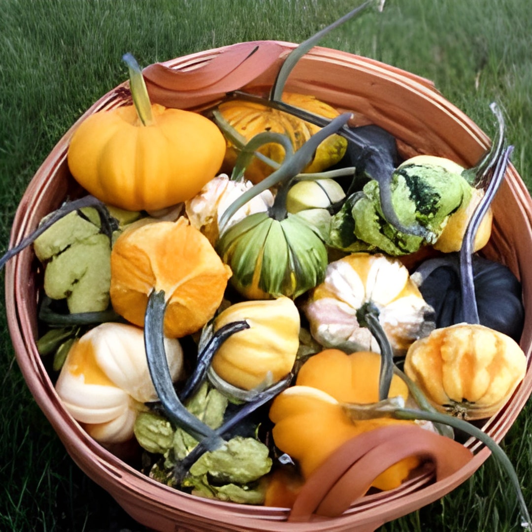 Galaxy of Stars Gourd Seed Mix (treated Seeds) – Dazzling Fall Colors ...