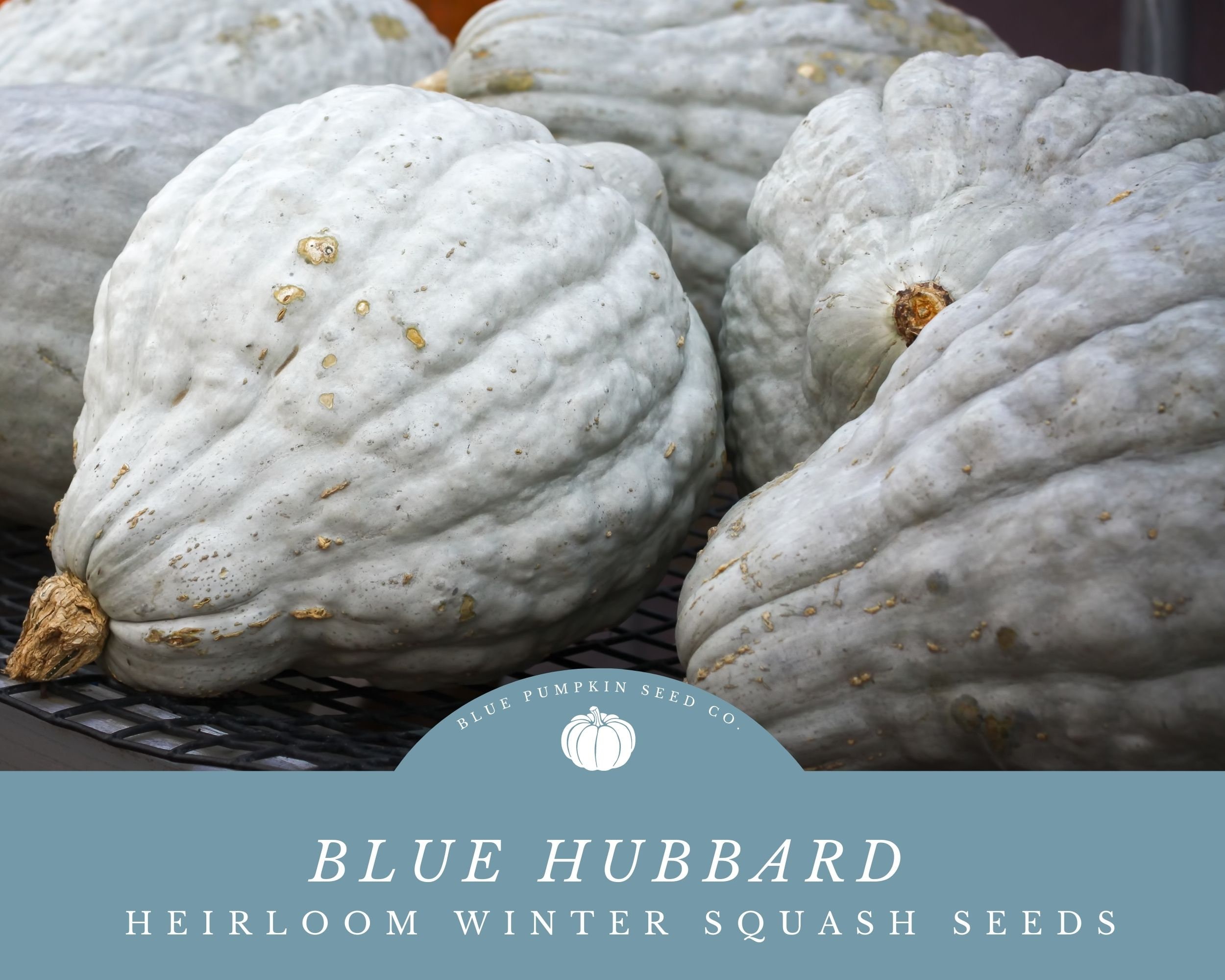 Giant Hubbard Squash