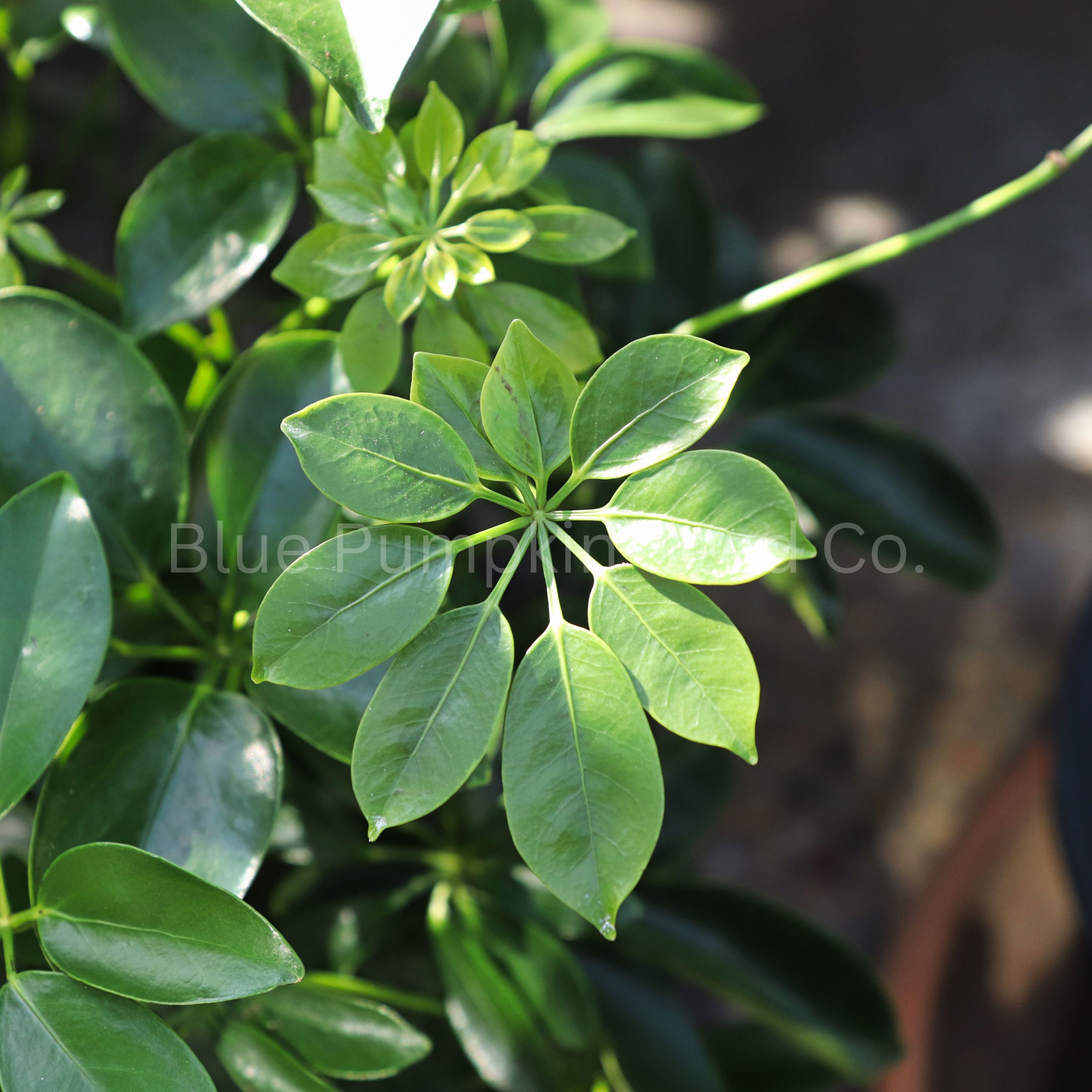 Dwarf Umbrella Tree Seeds: Breath Cleaner Air by Growing Your Own Dwarf ...