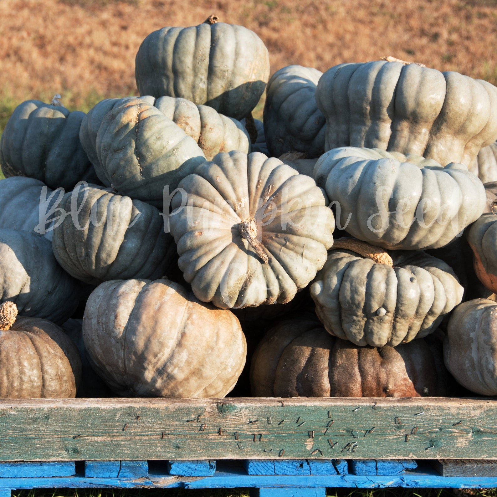 Queensland Blue pumpkin heirloom/c.maxima seeds: Australian - Etsy.de
