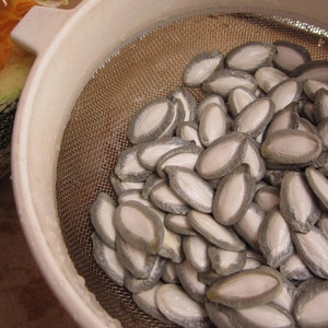 Silver Edge (heirloom/c.mixta) Seeds: Heirloom Squash, Cushaw Pumpkin ...