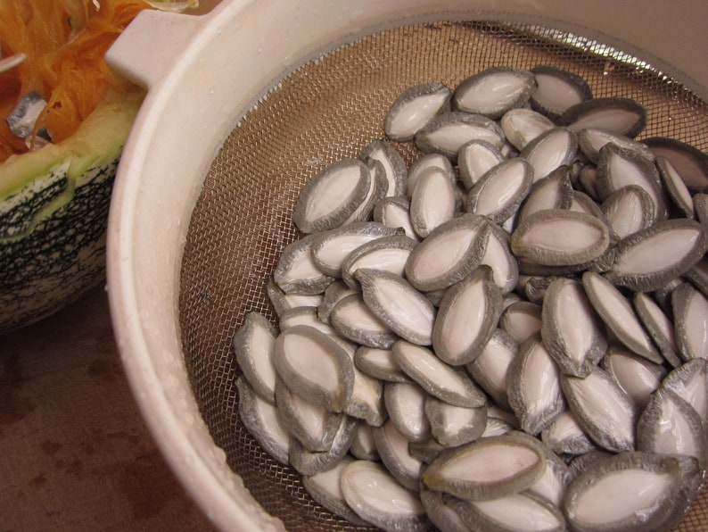 Silver Edge heirloom/c.mixta Seeds: Heirloom Squash Cushaw - Etsy