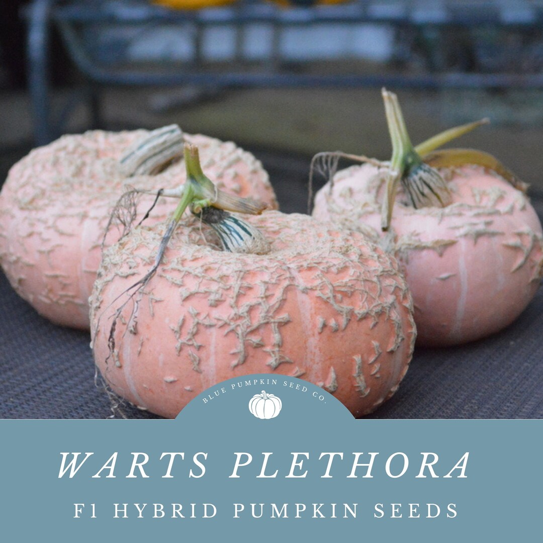 Warts Plethora F1 Pumpkin Seeds: Grow Stunning Drum Shaped Pink ...