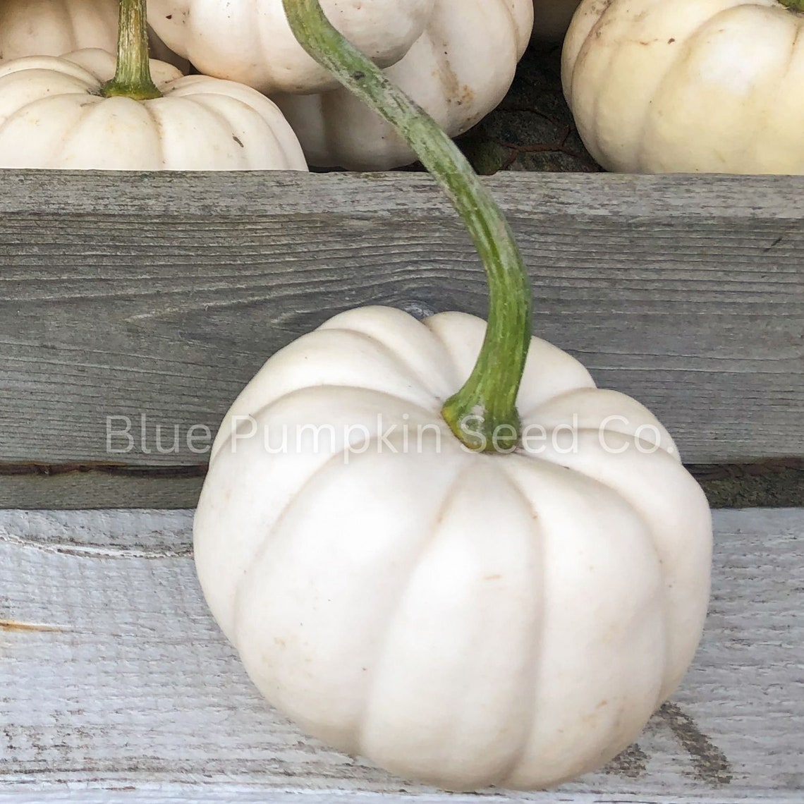 Casperita Pumpkin Seeds - Grow Mini White Pumpkins -great for Edible ...