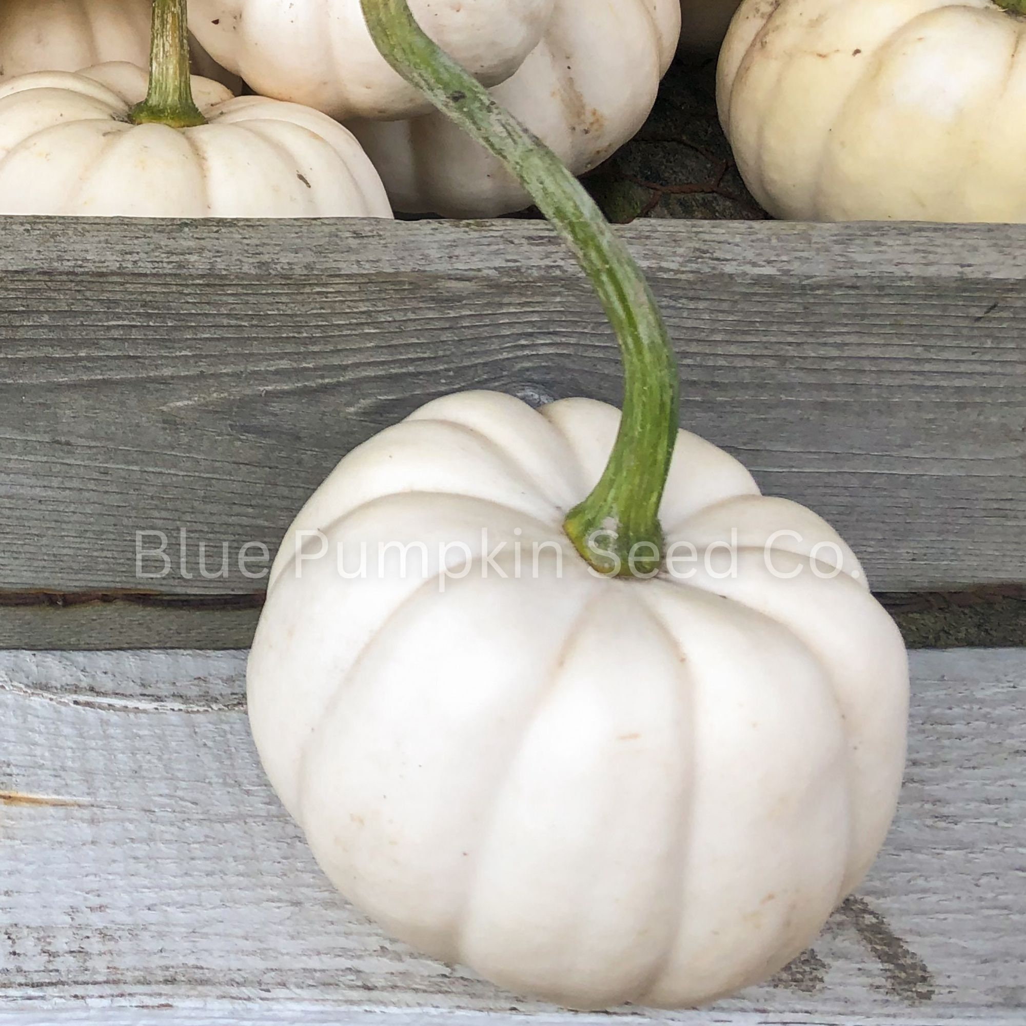 Casperita Pumpkin Seeds - Grow Mini White Pumpkins -great for Edible ...