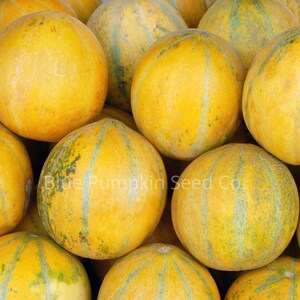 Haogen Melon (organic/heirloom/op) Seeds: Ha'ogen Melon Seeds, Israeli ...