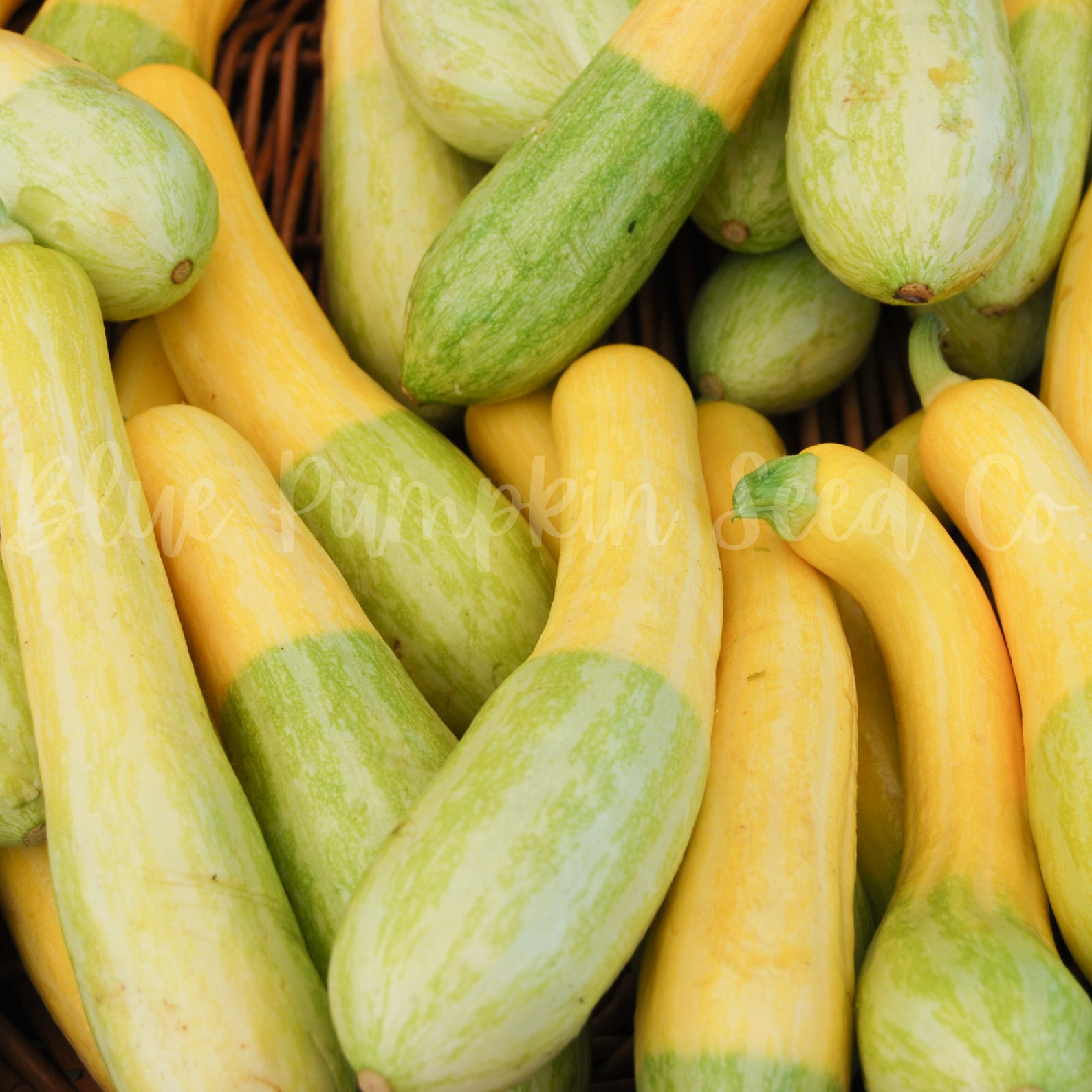 Zephyr Squash f1/c.pepo Seeds: Yellow Squash Yellow Crook - Etsy