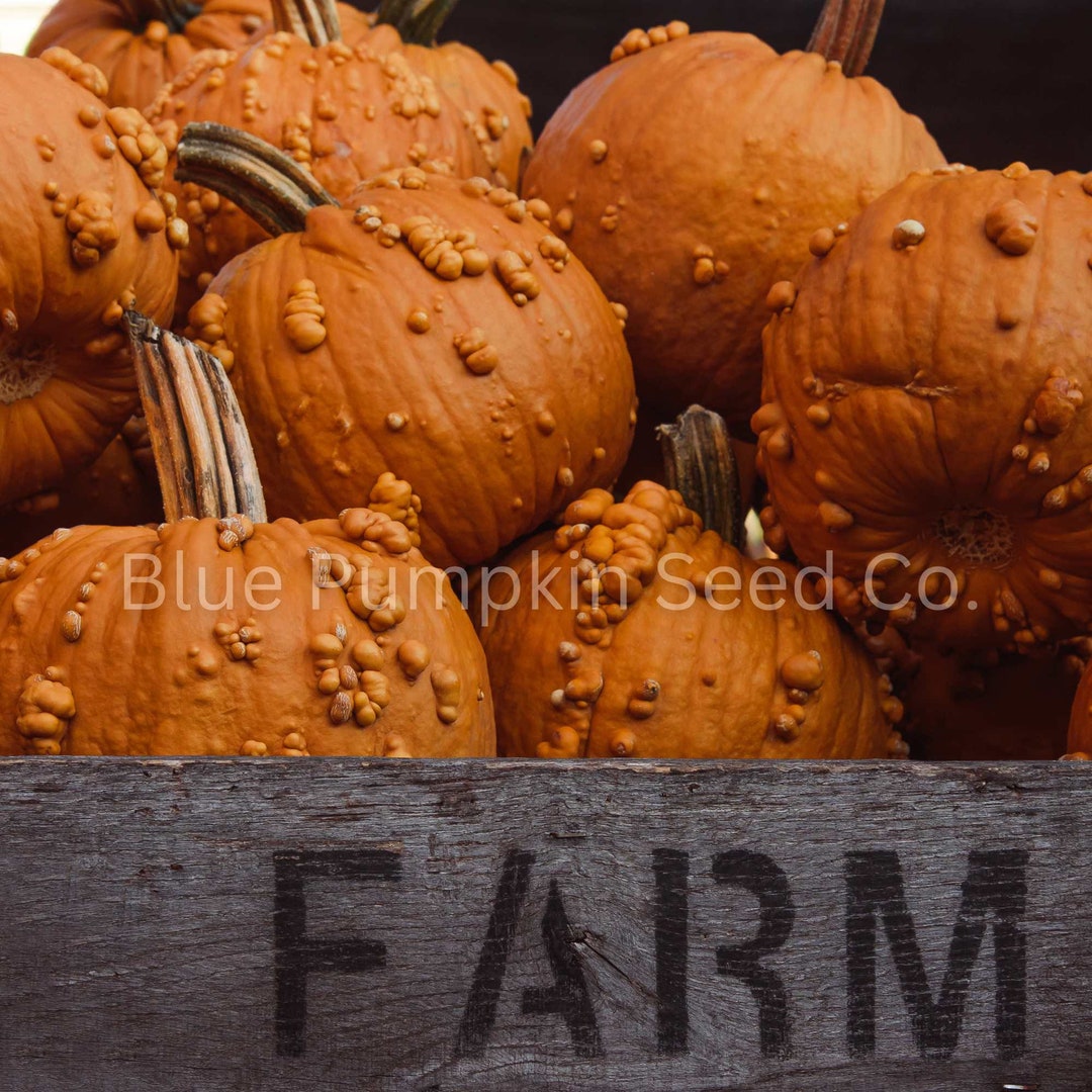 Knucklehead Pumpkin f1/c.pepo: Bumpy Pumpkin. Warty Pumpkin - Etsy