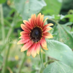 Autumn Beauty Assorted Heirloom Sunflower Seeds: Stunning Fall Sunset ...