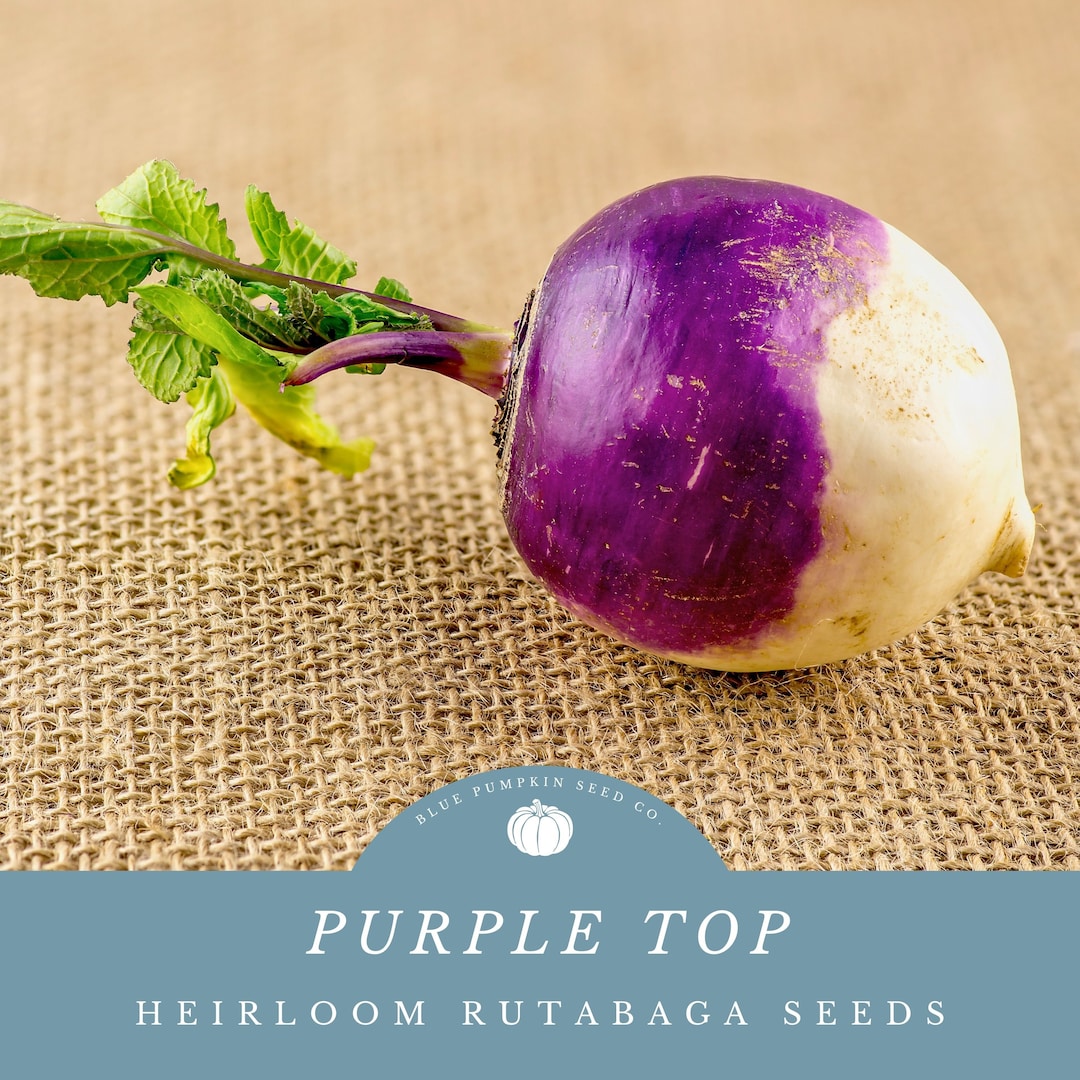 Purple Top Rutabaga (heirloom) Seeds: Purple Top Swede, Ci-colored ...