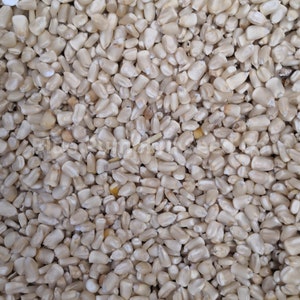 Silver Queen Sweet Corn (OP/F1 Hybrid): Silver Corn, White Corn, Sweet ...