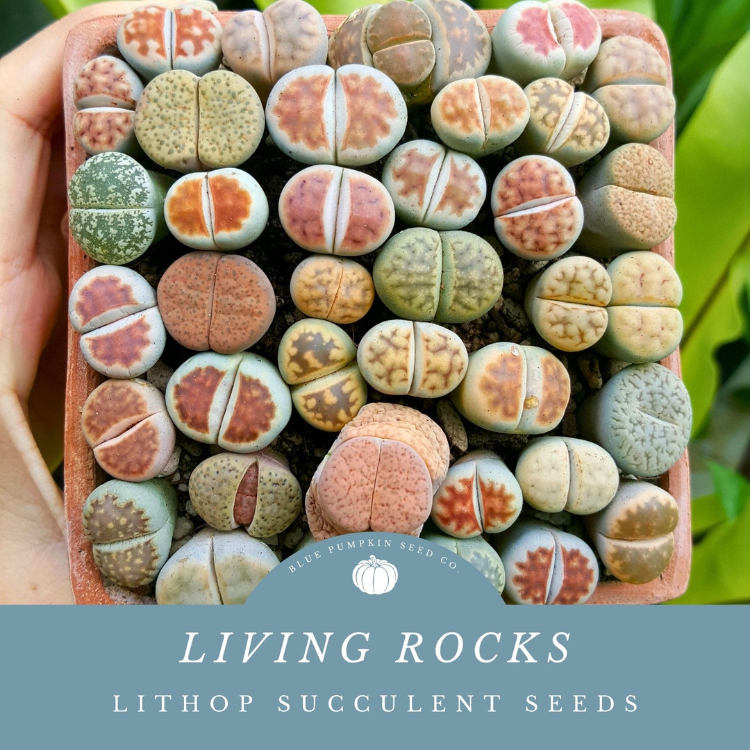 Living Rocks (lithop Seed Mix): Mixed Red, Blue, Brown, & Green Lithops ...