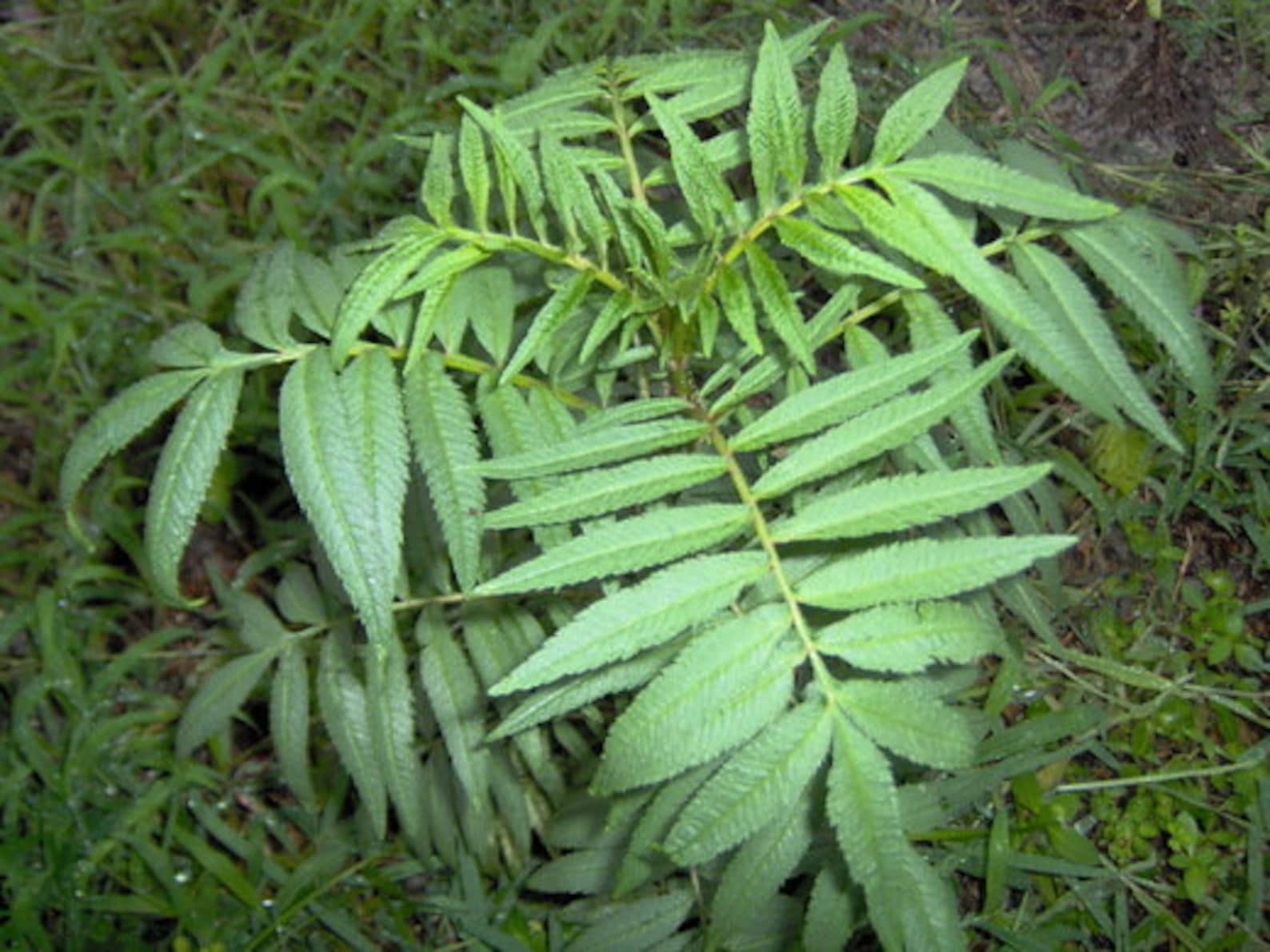 Huacatay Seeds: Peruvian Black Mint Mexican Marigold Wild | Etsy