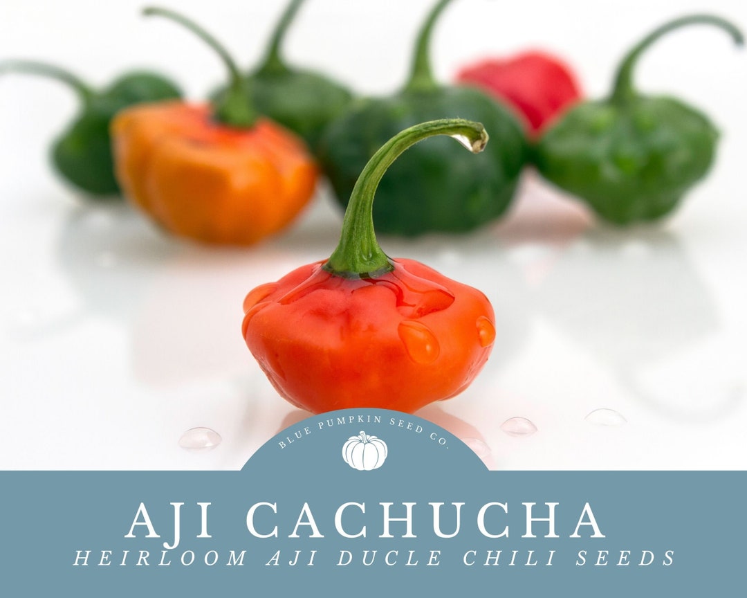 Aji Cachucha Heirloom Chili Seeds: for Caribbean & South American ...