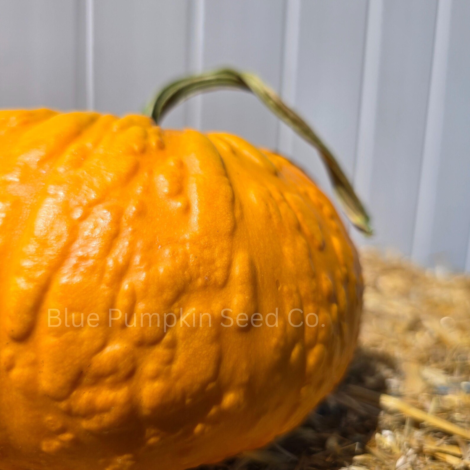 Sanchez F1 Pumpkin Seeds (treated) - Grow Quirky Squatty Warted ...