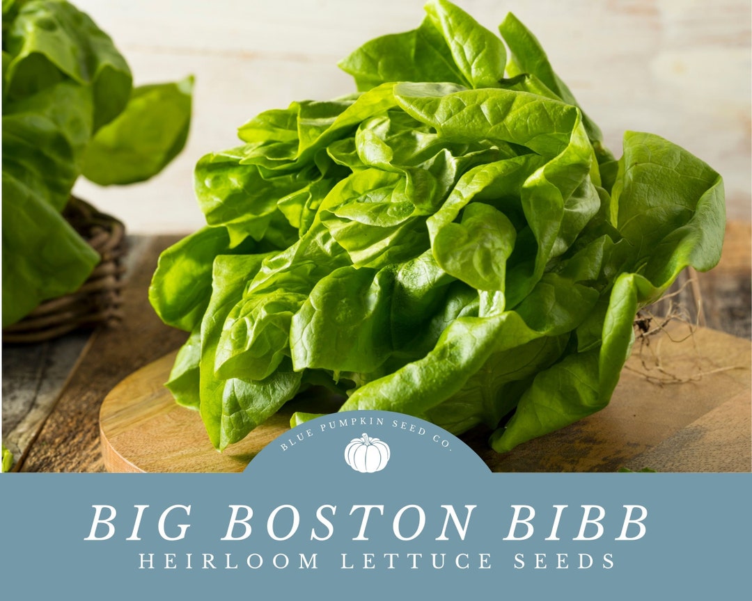 Big Boston Lettuce Seeds: Deliciously Sweet and Buttery | Perfect for ...
