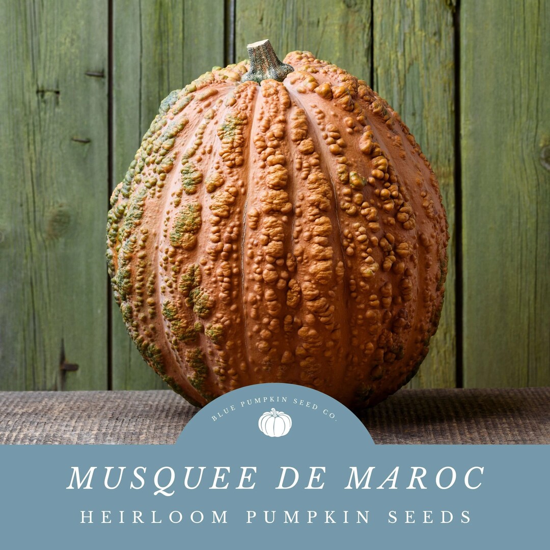 Musquee De Maroc (c.moschata) Pumpkin Seeds: Grow A Middle Eastern ...