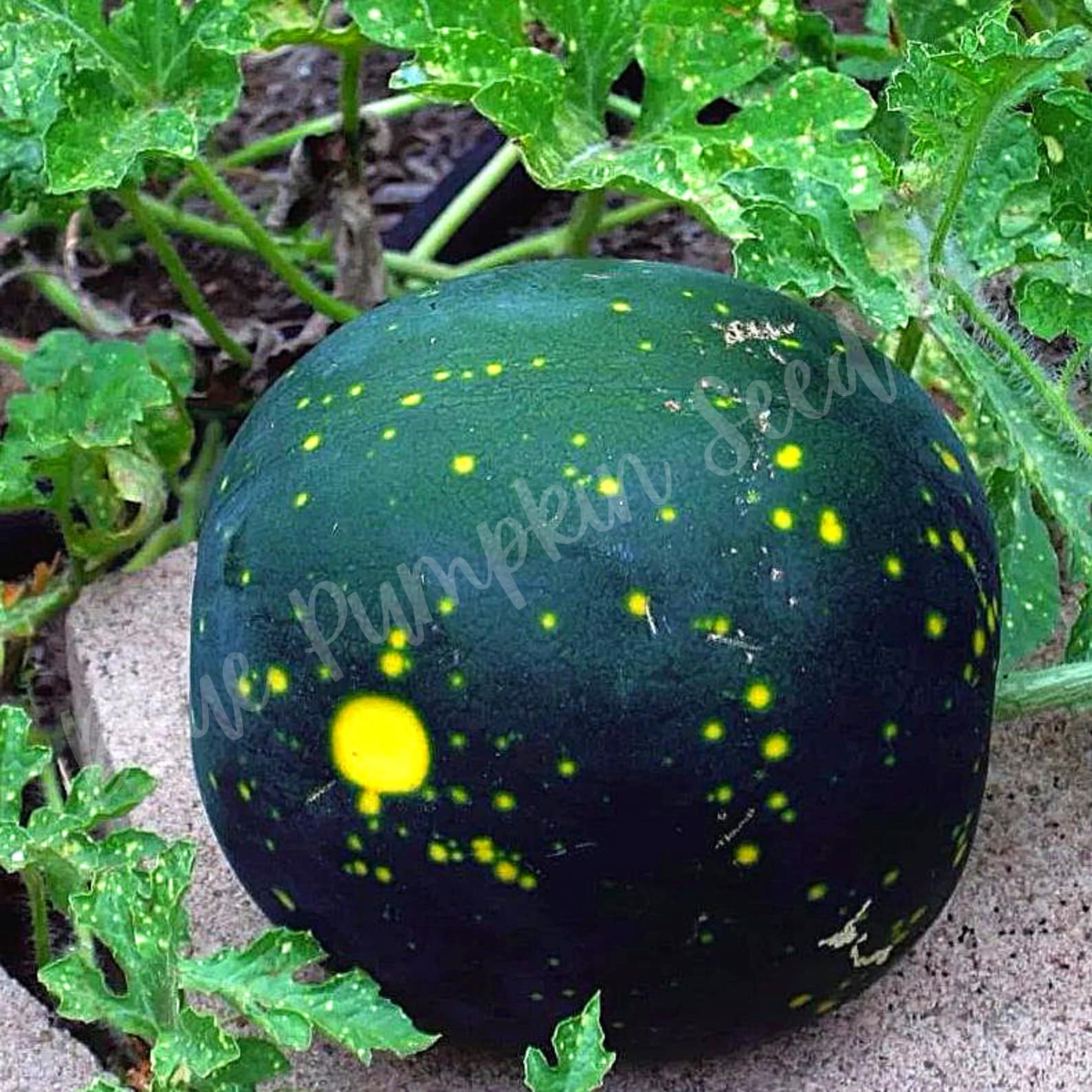 Moon and Stars Watermelon Seeds: Grow Your Own Watermelon With A Moon ...