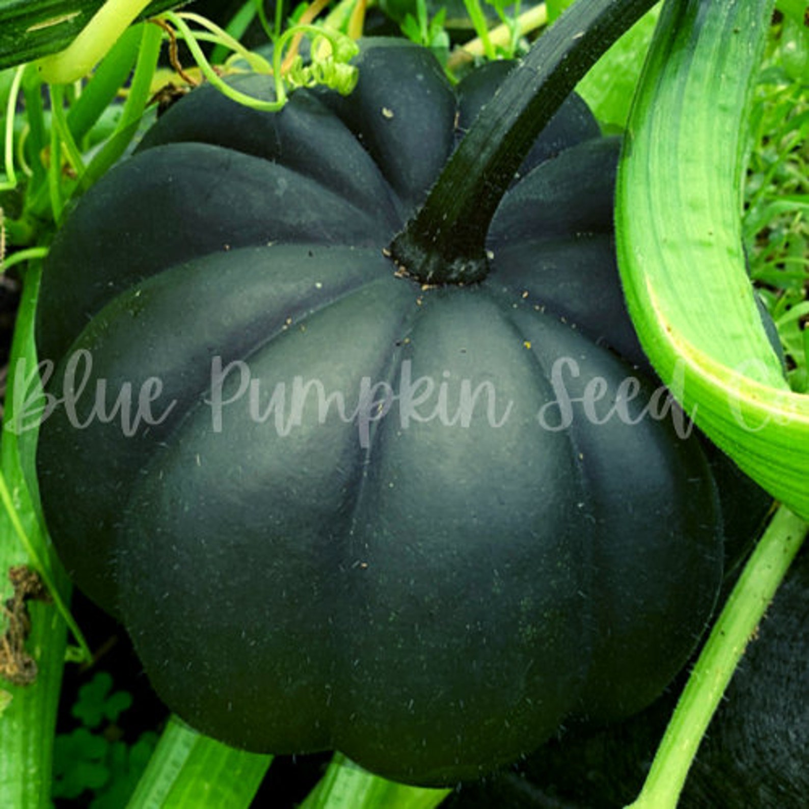 Black Kat F1 Pumpkin Seeds: Grow Black Pumpkins for Sinister Halloween ...