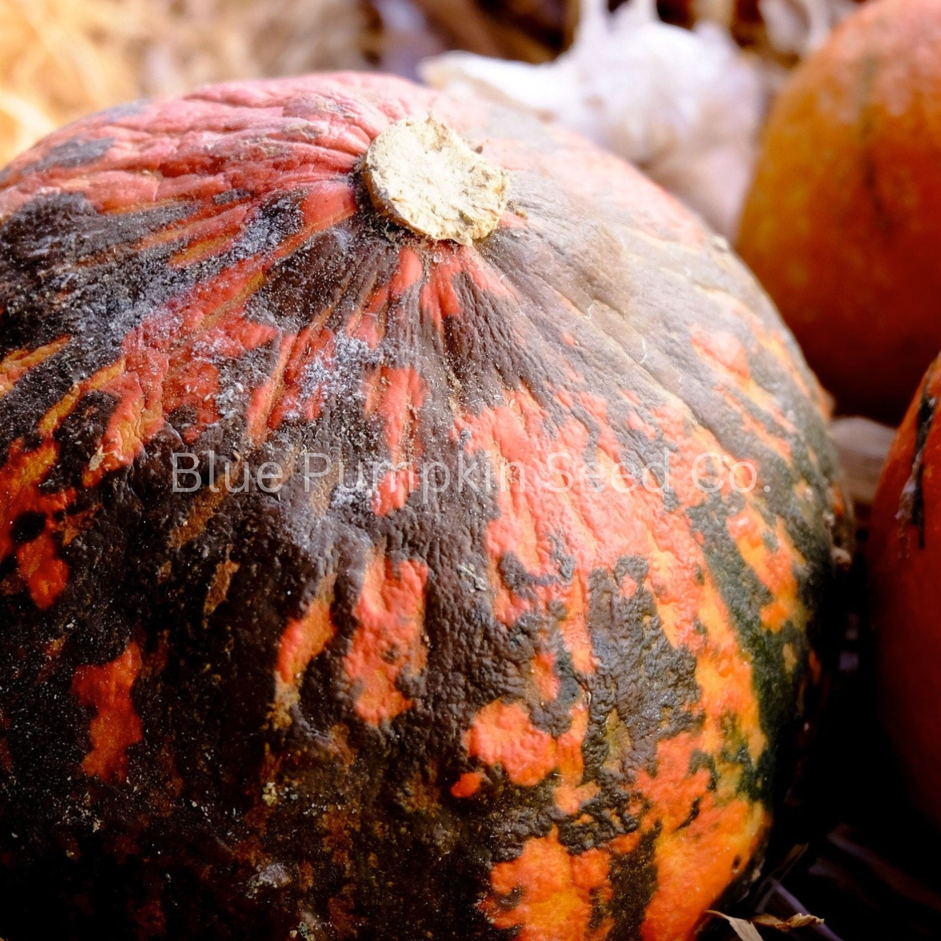 Autumn Bounty Organic Heirloom Winter Squash Seed Mix: A Diverse and ...