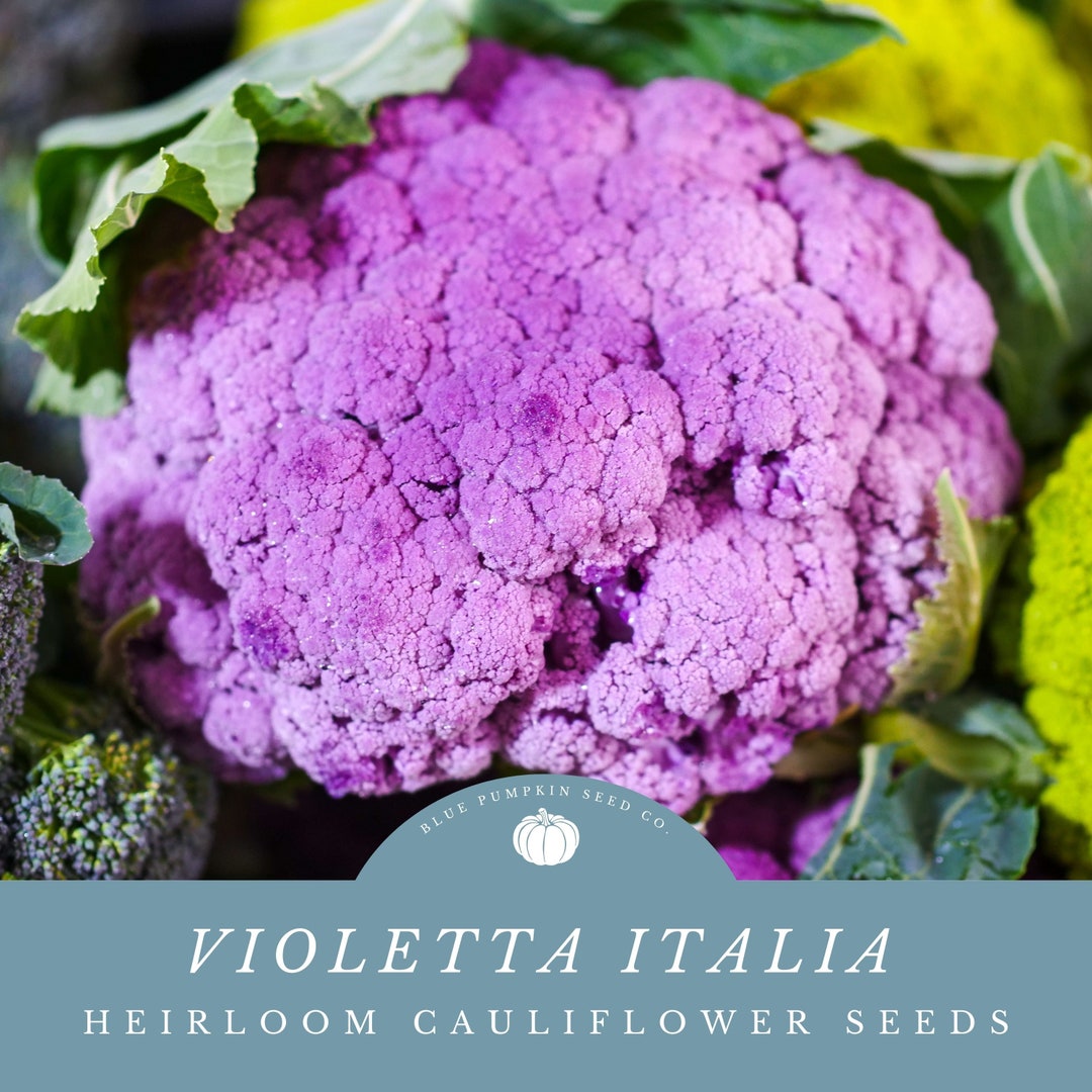 Violetta Italia Cauliflower Seeds - A Unique Purple Heirloom Beauty for ...