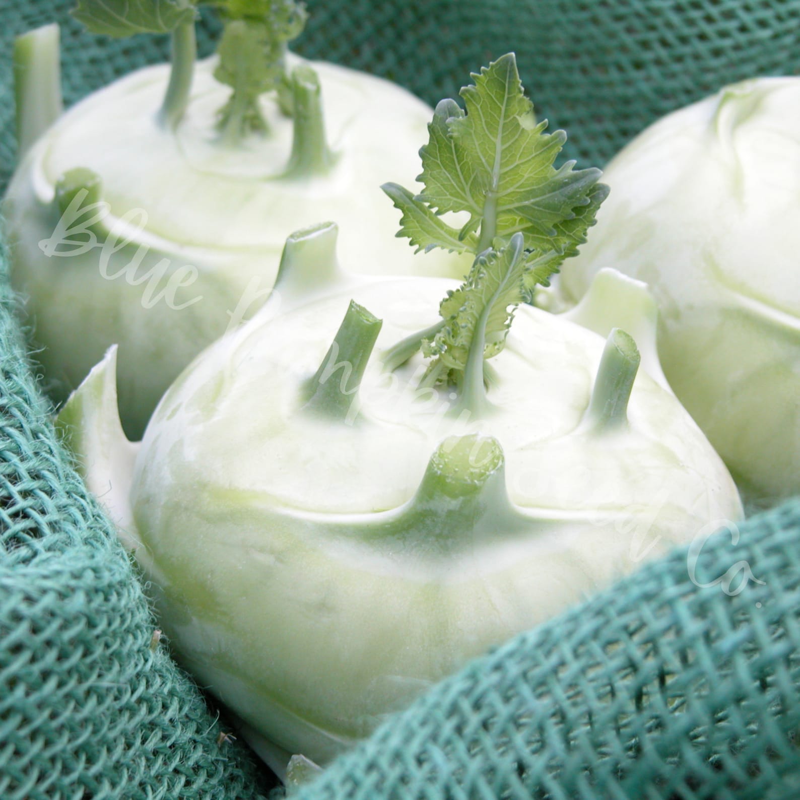 Early White Vienna Seeds: Perfect for Cool Weather Gardening -grow Your ...