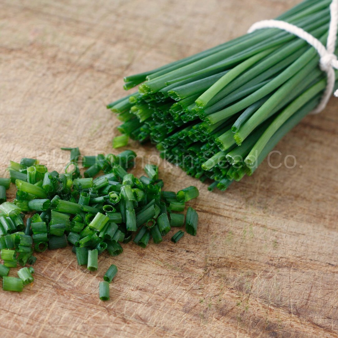 Common Chive Seeds Enhance Your Dishes With Freshly - Etsy