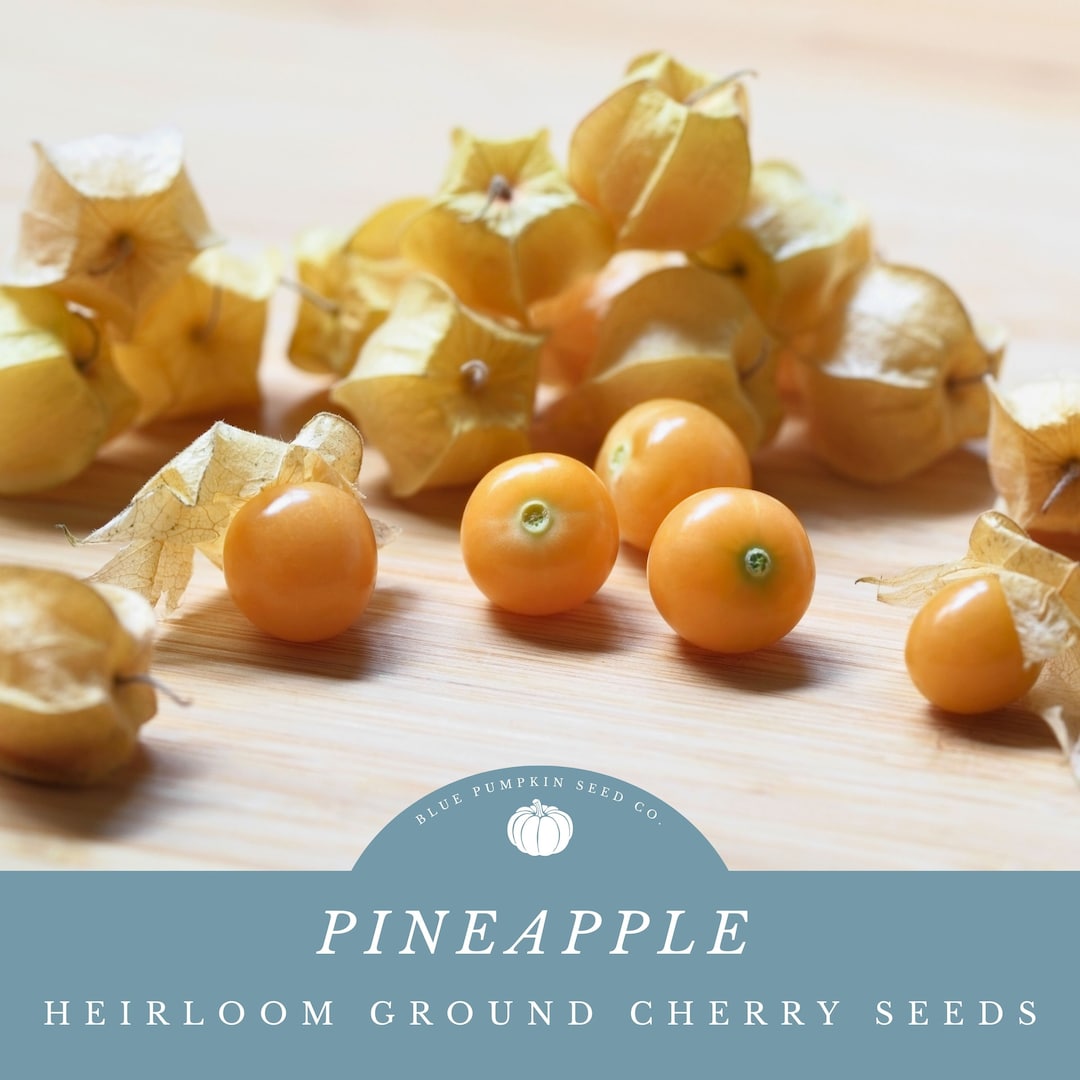 Pineapple Ground Cherry (heirloom) : Ground Cherry, Inca Berry, Golden ...