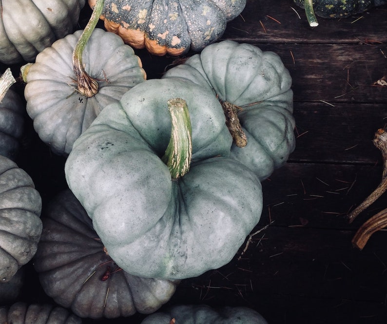 Triamble Pumpkin (heirloom/op/c.maxima) Seeds: Shamrock Squash ...