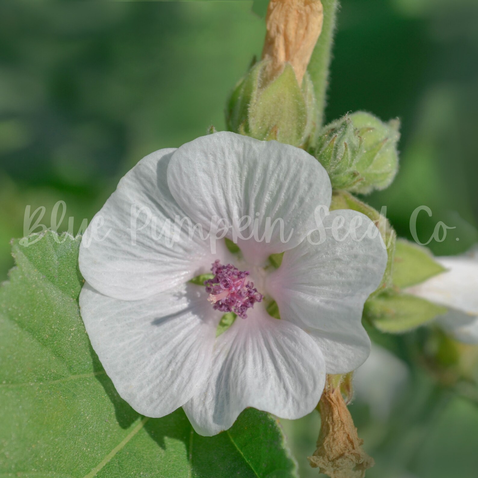 Marsh Mallow Plant: Altea Altheia Officinalis Althaea | Etsy