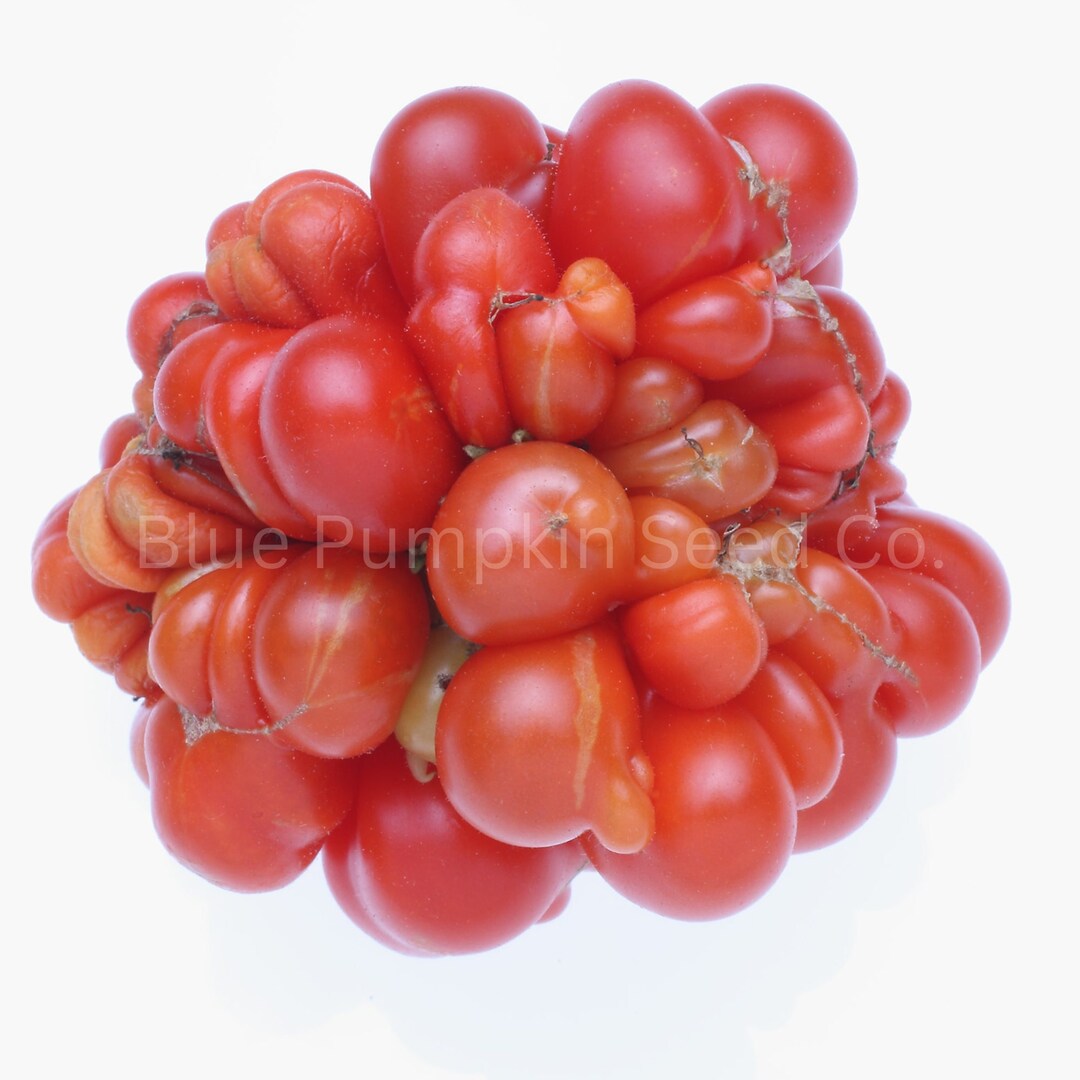 Reisatomate Tomato (heirloom) Seeds: Travel Tomato, Journey Tomato ...