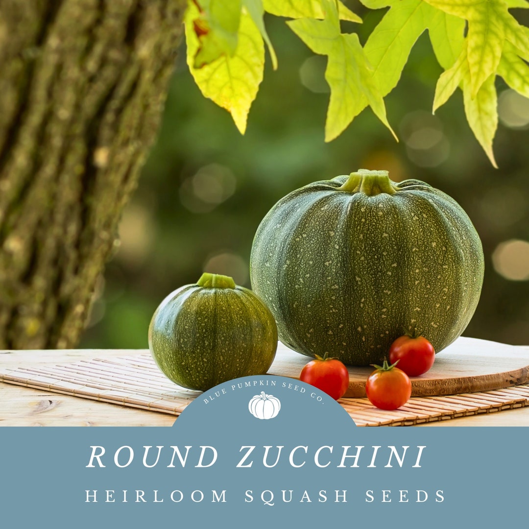 Round Zucchini (heirloom Seeds): Round Zucchini, Heirloom Zucchini ...