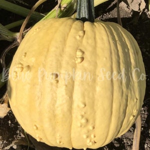 Specter Pumpkin Seeds (f1/pm/c.pepo): Cream Pumpkin, Bumpy Pumpkin ...