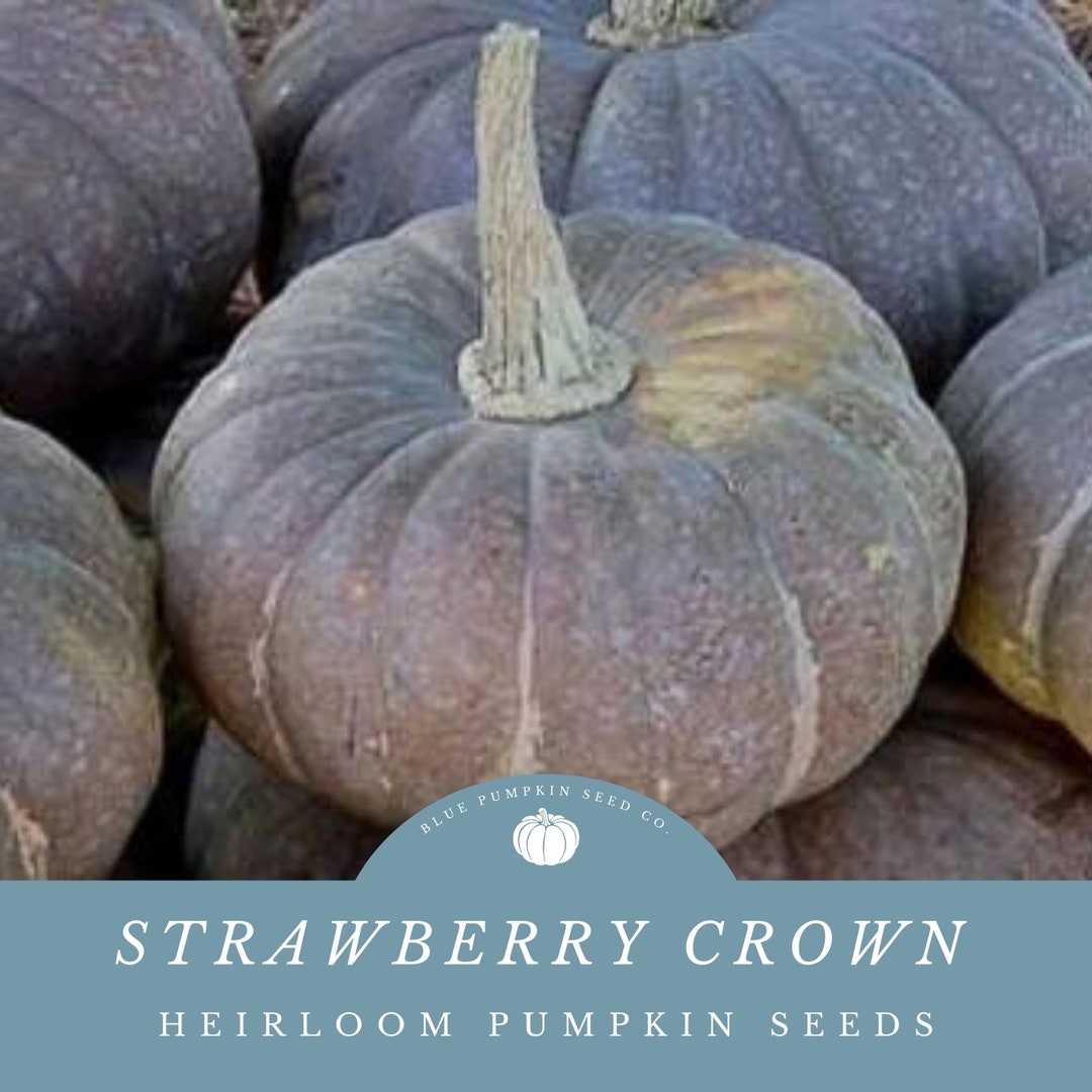 Strawberry Crown (heirloom/c.maxima/organic) Seeds: Strawberry Squash ...
