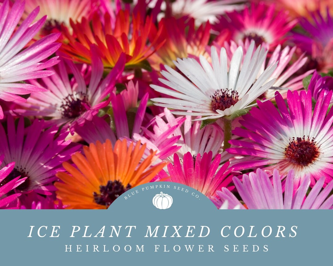 Ice Plant Flower Seeds (mixed Colors) - Dazzling Color for Your Garden ...