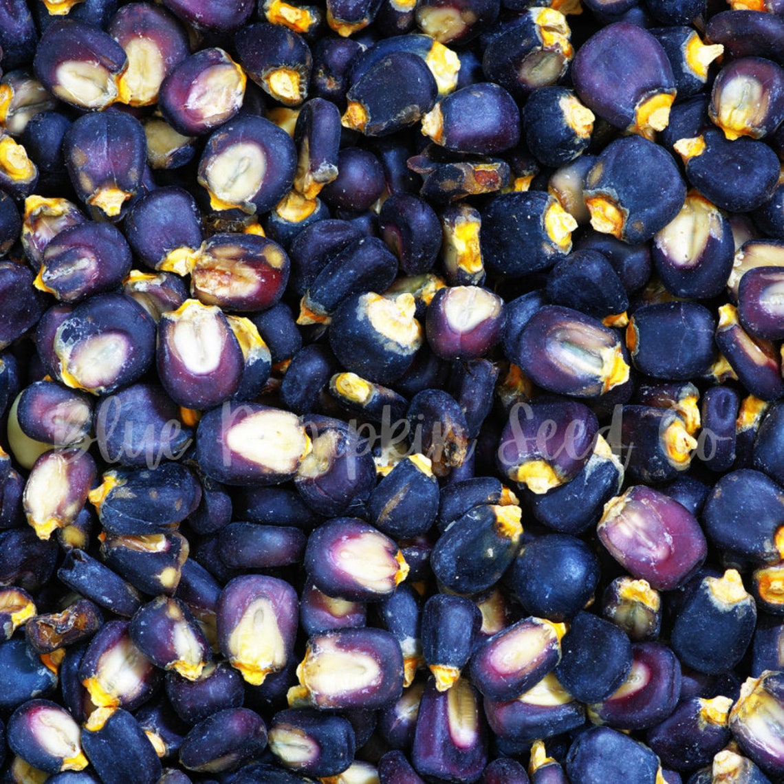 Hopi Blue Indian Corn: Heirloom, Native American Corn, Field Corn, Hopi ...