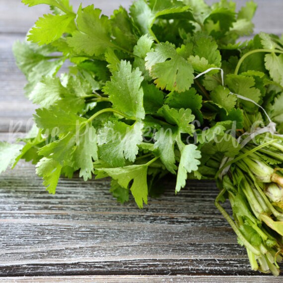 Cilantro Leaves In Tagalog