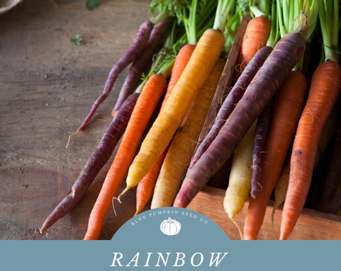 Heirloom Rainbow Carrot Mix Heirloom Organic Seeds - Etsy